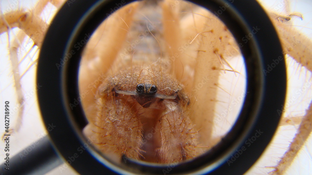 camel spider as a pet. Not true scorpions. Exotic veterinarian examines ...