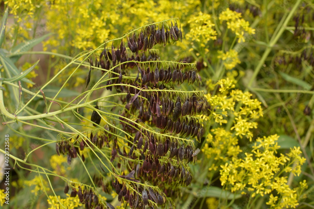 Woad Crop