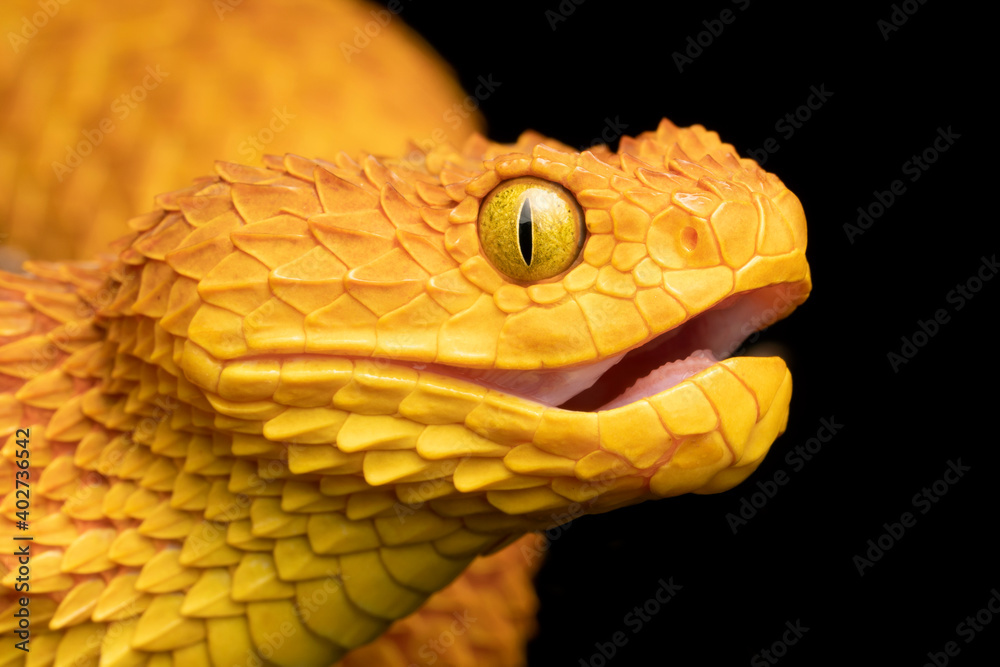 Colorful venomous Variable Bush Viper snake with mouth open and fangs ...