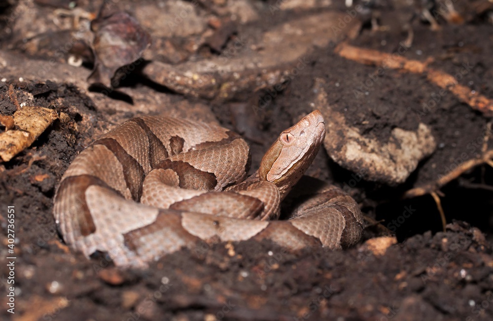 Venomous Copperhead snake portrait, alert with head up Stock Photo ...