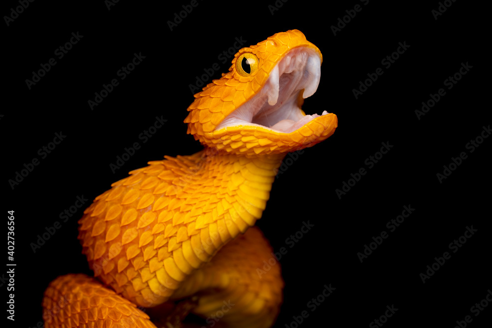 Colorful Venomous Variable Bush Viper with mouth open and fangs ...