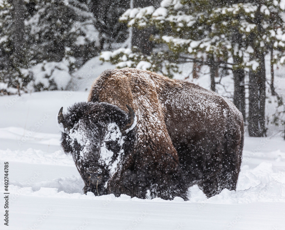 Bison Bull Snow Face - A bison bull forages for grass through the deep ...