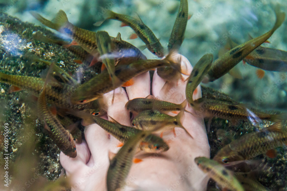 Red garra (Garra rufa) fish, also know as nibble fish cleaning a foot ...