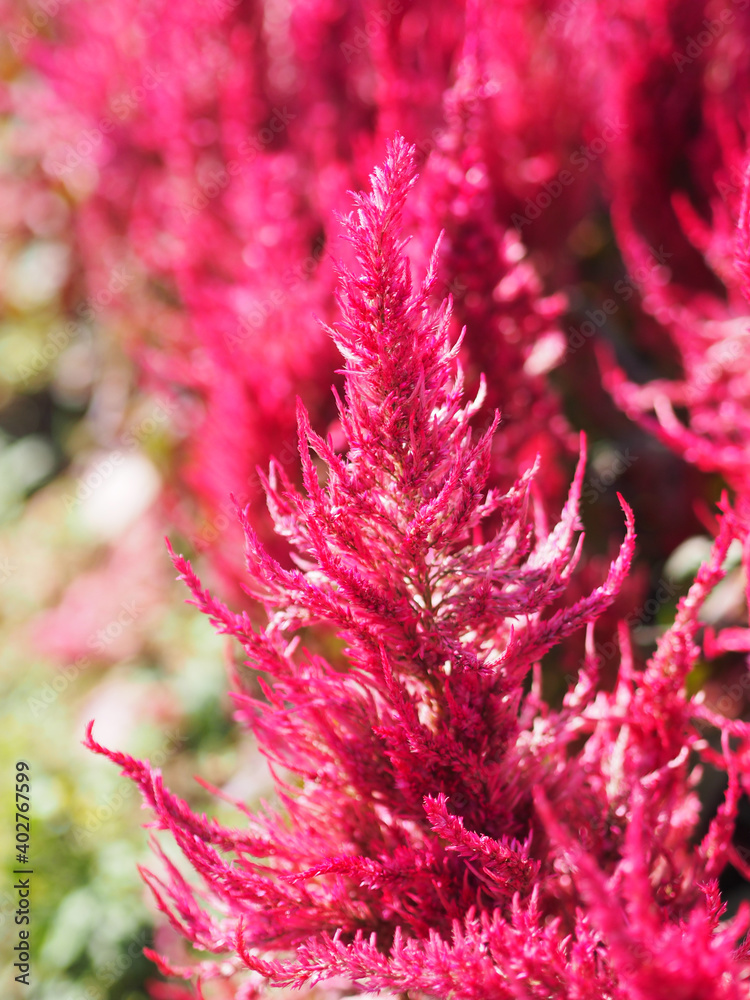 Cocks comb, Foxtail amaranth, red color Celosia argentea AMARANTHACEAE ...