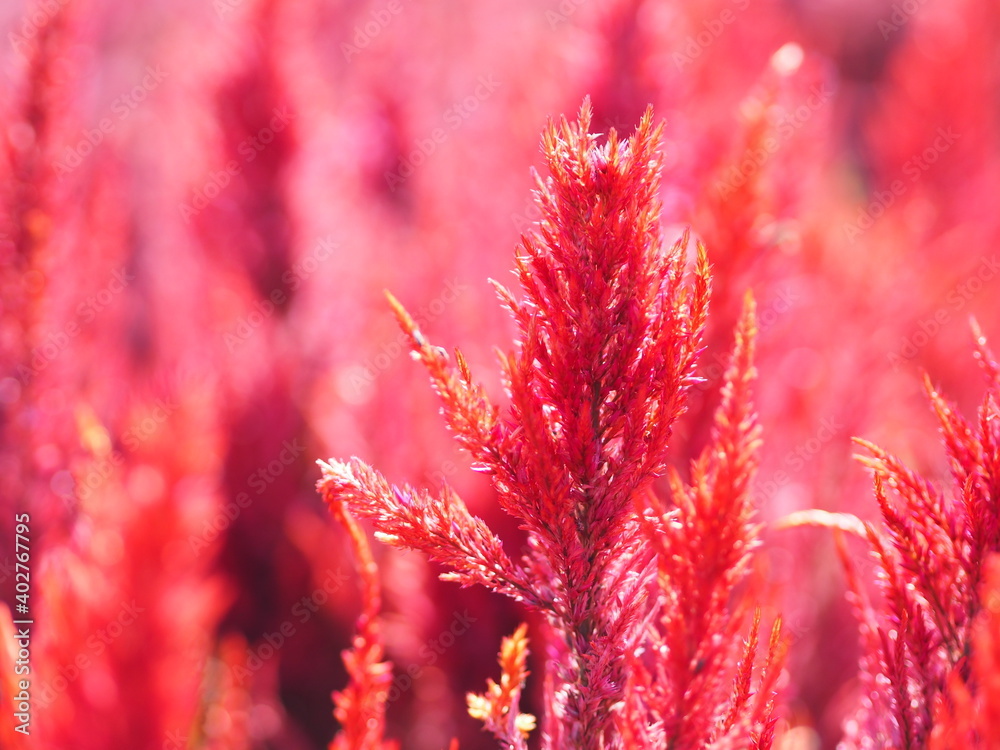 Cocks comb, Foxtail amaranth, red color Celosia argentea AMARANTHACEAE ...
