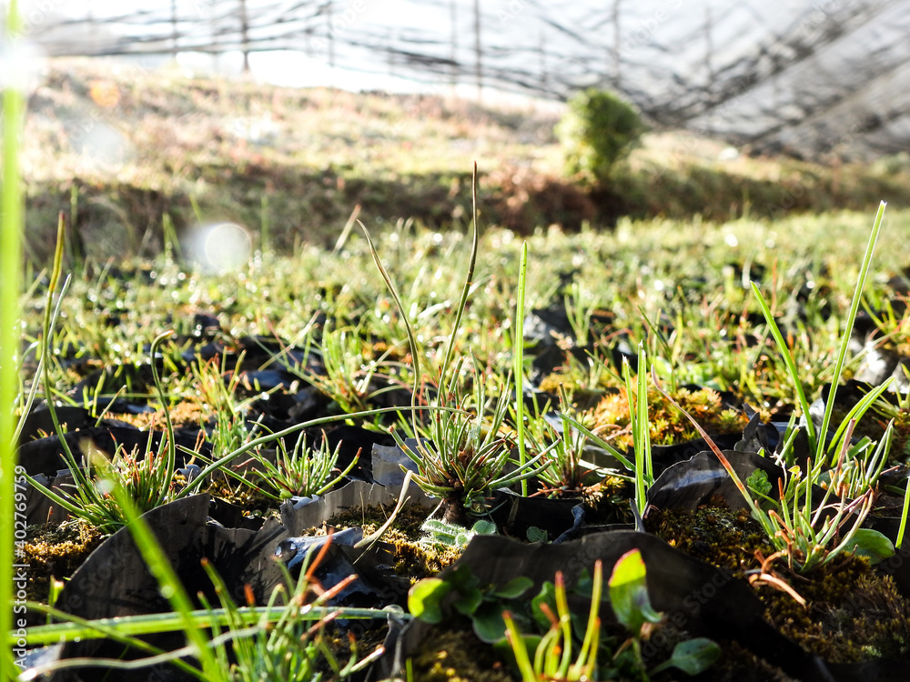 Un vivero forestal con producción de arboles para zona montañosa como ...