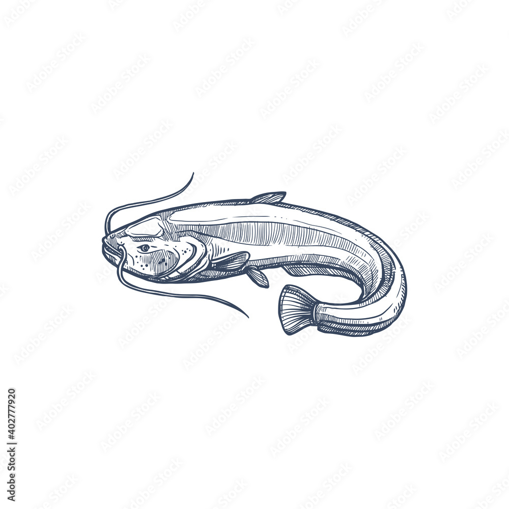 Sheatfish isolated common catfish monochrome sketch. Vector Siluridae ...