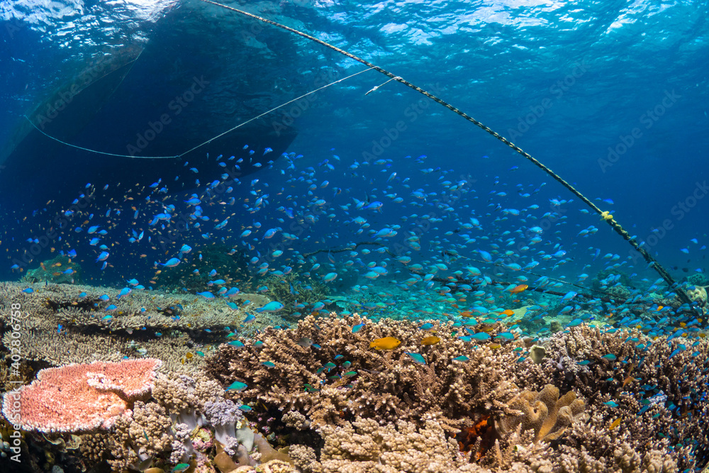 Abundant fish life schools above coral reef below liveaboard dive boat ...