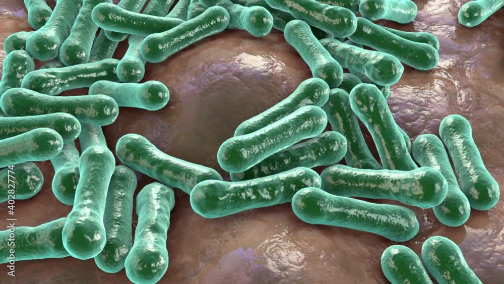 Bacteria Corynebacterium diphtheriae, Gram-positive rod-shaped ...