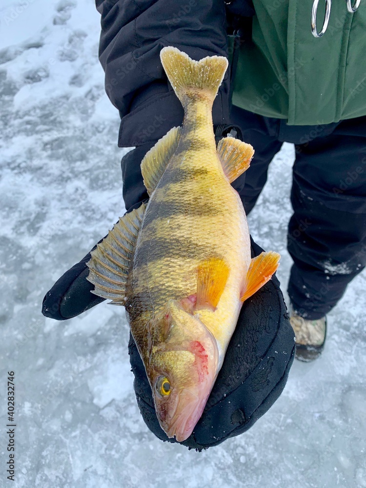 Jumbo Perch Stock Photo | Adobe Stock