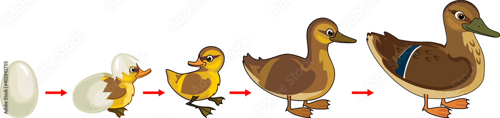 Life cycle of bird. Stages of development of duck from egg to duckling ...