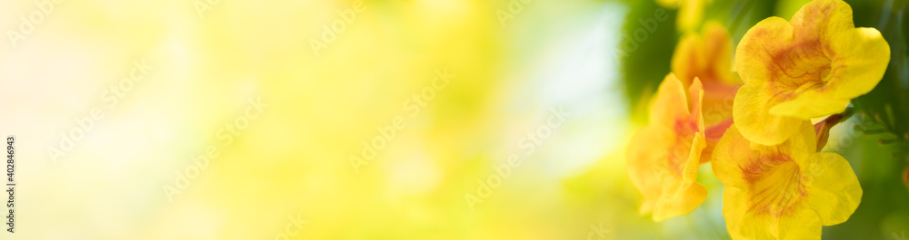 Nature of flower in garden using as cover page background natural flora ...