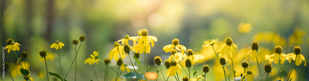 Nature of flower in garden using as cover page background natural flora ...