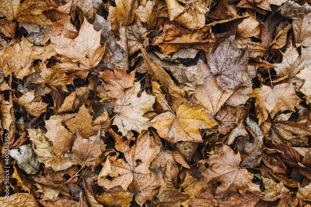 Foto Stock Autumn forest ground background. Golden yellow leaves on the ...