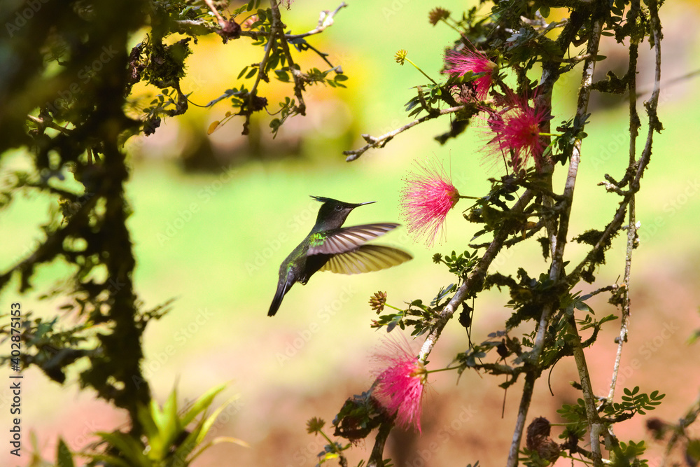 Hummingbird with crest feeding to a calliandra flower ; gorgeous shot ...