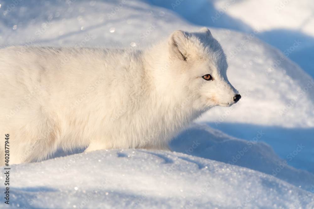 Side profile of one, single, alone arctic fox in a natural, snowy ...