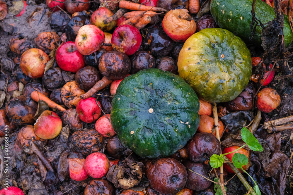 Rotten vegetables and fruits in a compost pit in the garden. Organic ...