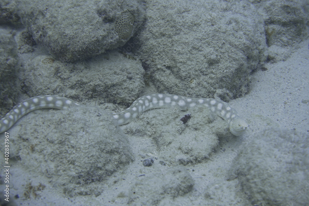 Snake eel serpent Swimming In The Caribbean Sea. Blue Water. Relaxed ...