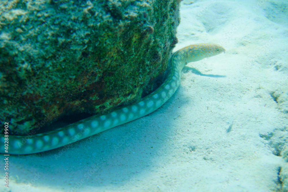Snake eel serpent Swimming In The Caribbean Sea. Blue Water. Relaxed ...