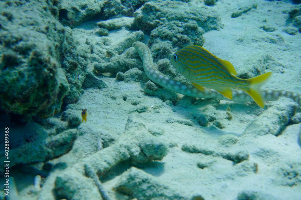 Snake eel serpent Swimming In The Caribbean Sea. Blue Water. Relaxed ...