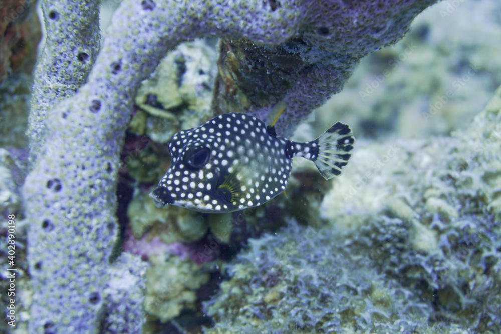 Beautiful box fish Swimming In The Caribbean Sea. Blue Water. Relaxed ...