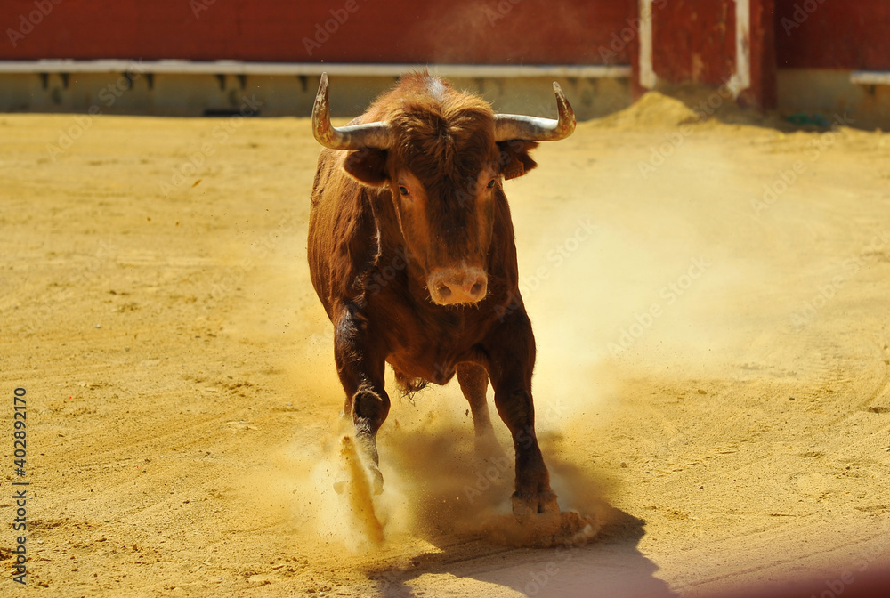 un toro español con una mirada desafiante en una plaza de toros durante ...