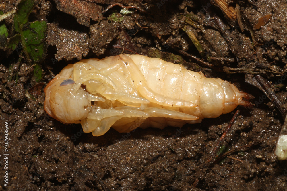 Foto de Pupae stage of the predaceous diving beetle (Dytiscus). The ...