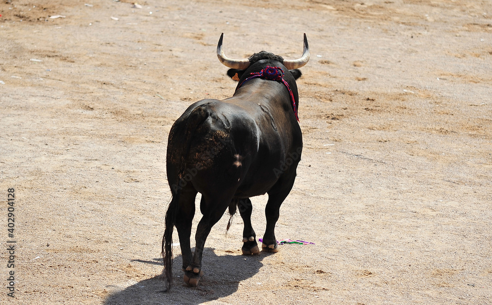 Foto de un toro español con una mirada desafiante en una plaza de toros ...