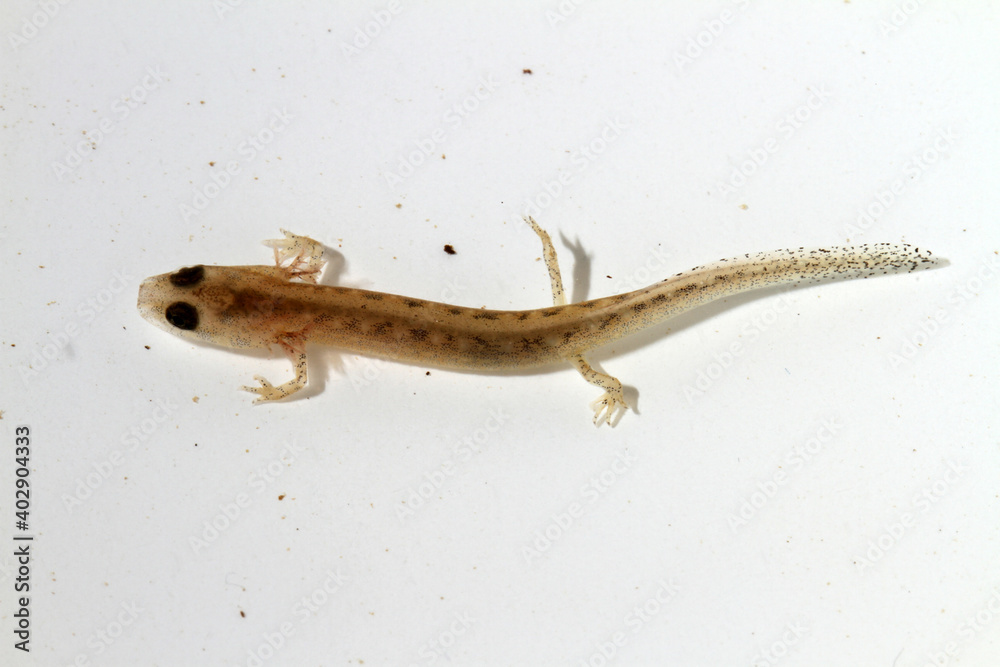 Side view of a southern two-lined salamander (Eurycea cirrigera) larva ...
