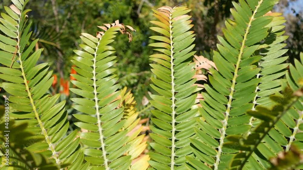 Cycad fern leaves in forest, California USA. Green fresh juicy natural ...