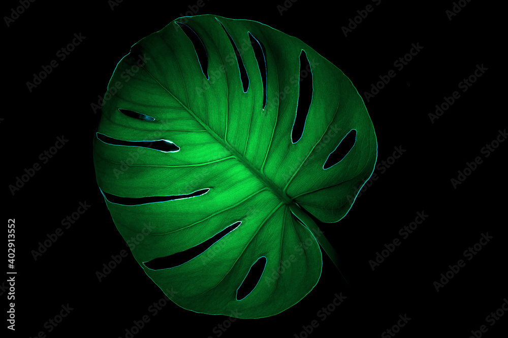 monstera, Monstera deliciosa, Monstera full of holes, green, leaves ...