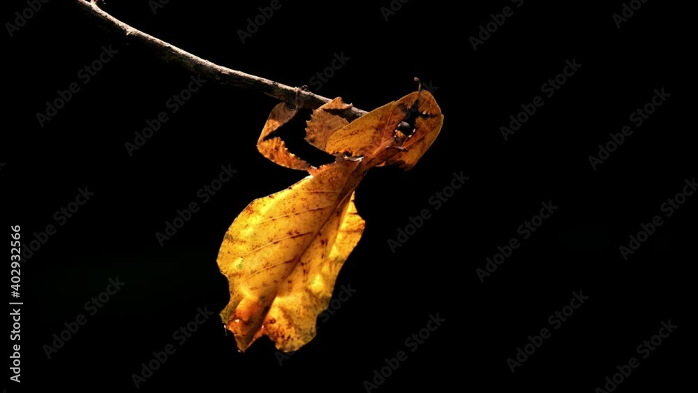 Javanese Leaf Insect, Phyllium pulchrifolium, Female, Yellow Form, 4K ...