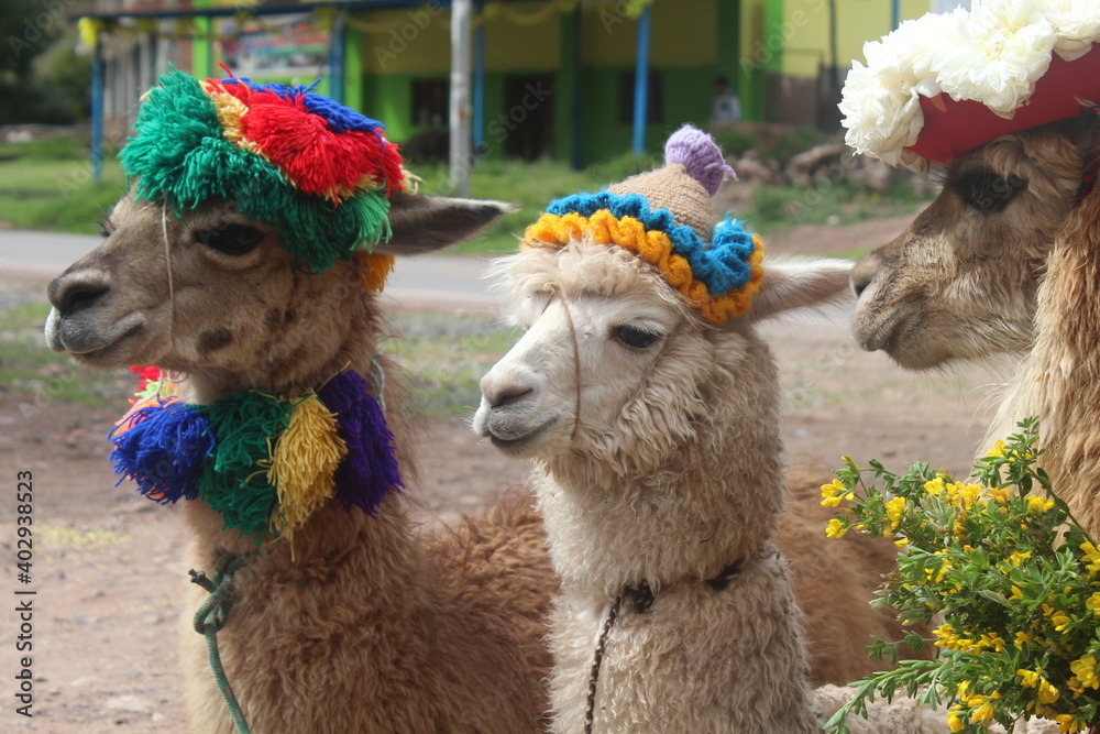 Llamas disfrutando de una tarde rural en Perú y la Cordillera de los ...