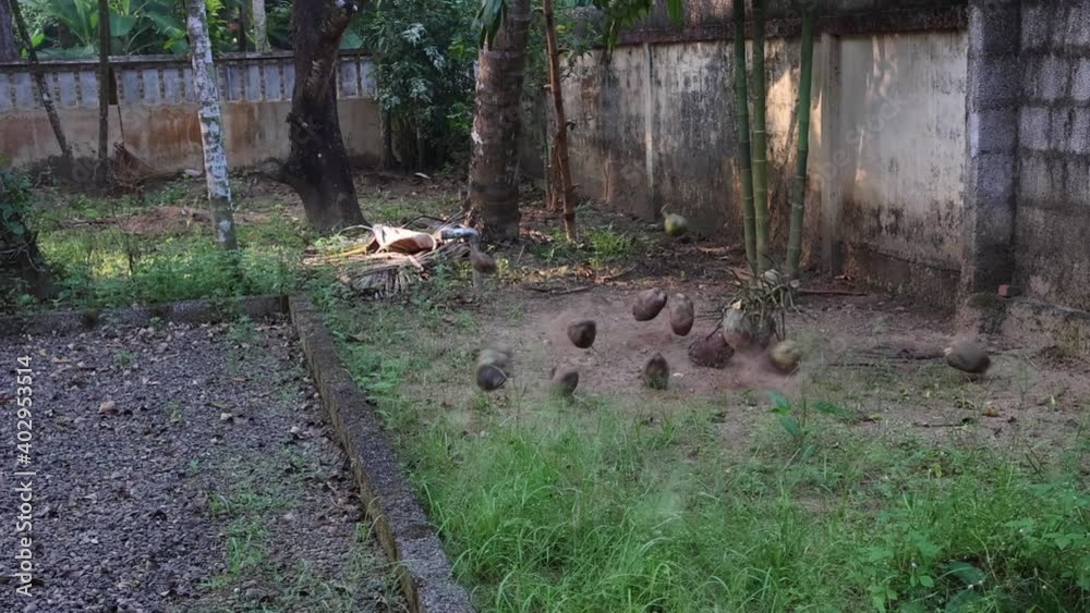 Many fresh raw organic coconut falling from coconut palm tree 4K slow ...