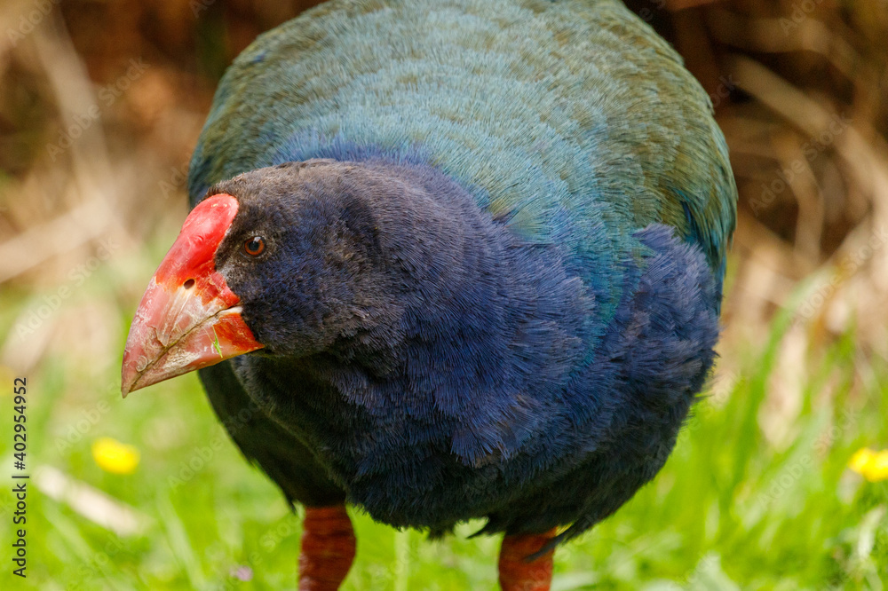 Takahe - Porphyrio hochstetteri Flightless endemic rail of New Zealand ... Takahe - Porphyrio hochstetteri Flightless endemic rail of New Zealand ...