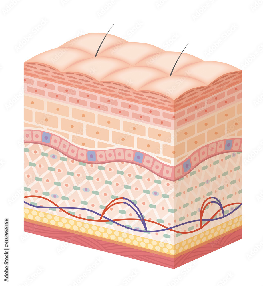 Cross section of the skin 7 No commentary Stock Vector | Adobe Stock