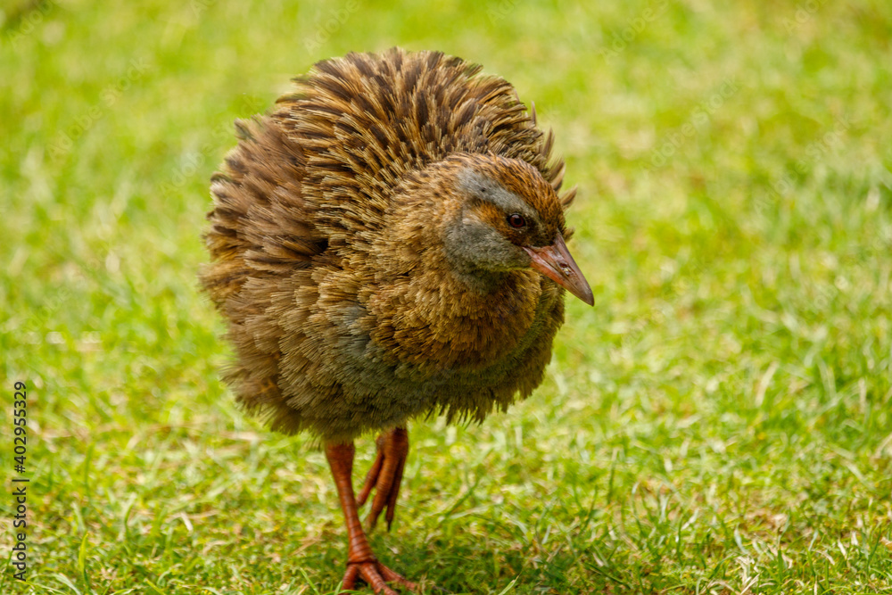 Weka - Gallirallus australis Endemic flightless rail of New Zealand ...