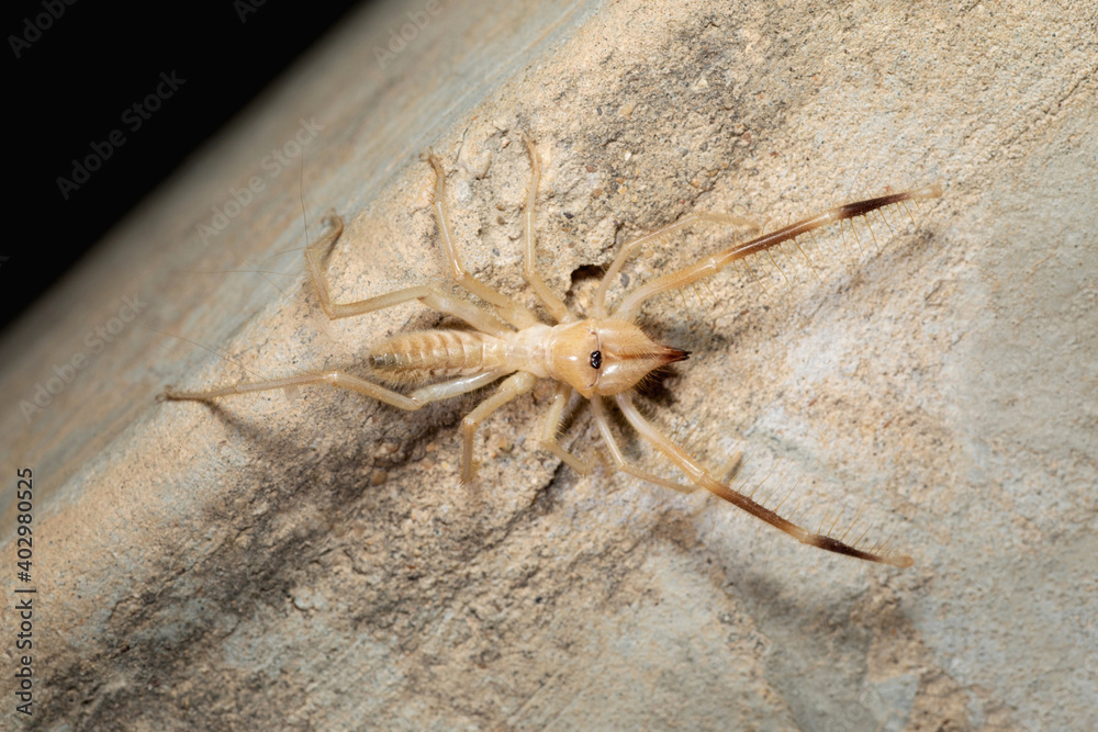 Solifuge or camel spider with kill, Jaisalmer, Rajasthan, India Stock ...