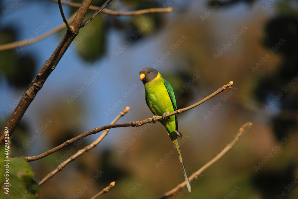Plum-headed Parakeet female, Psittacula cyanocephala, Panna Tiger ...