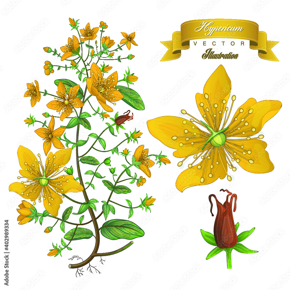 Hypericum vintage hand drawn medical vector illustrations ...