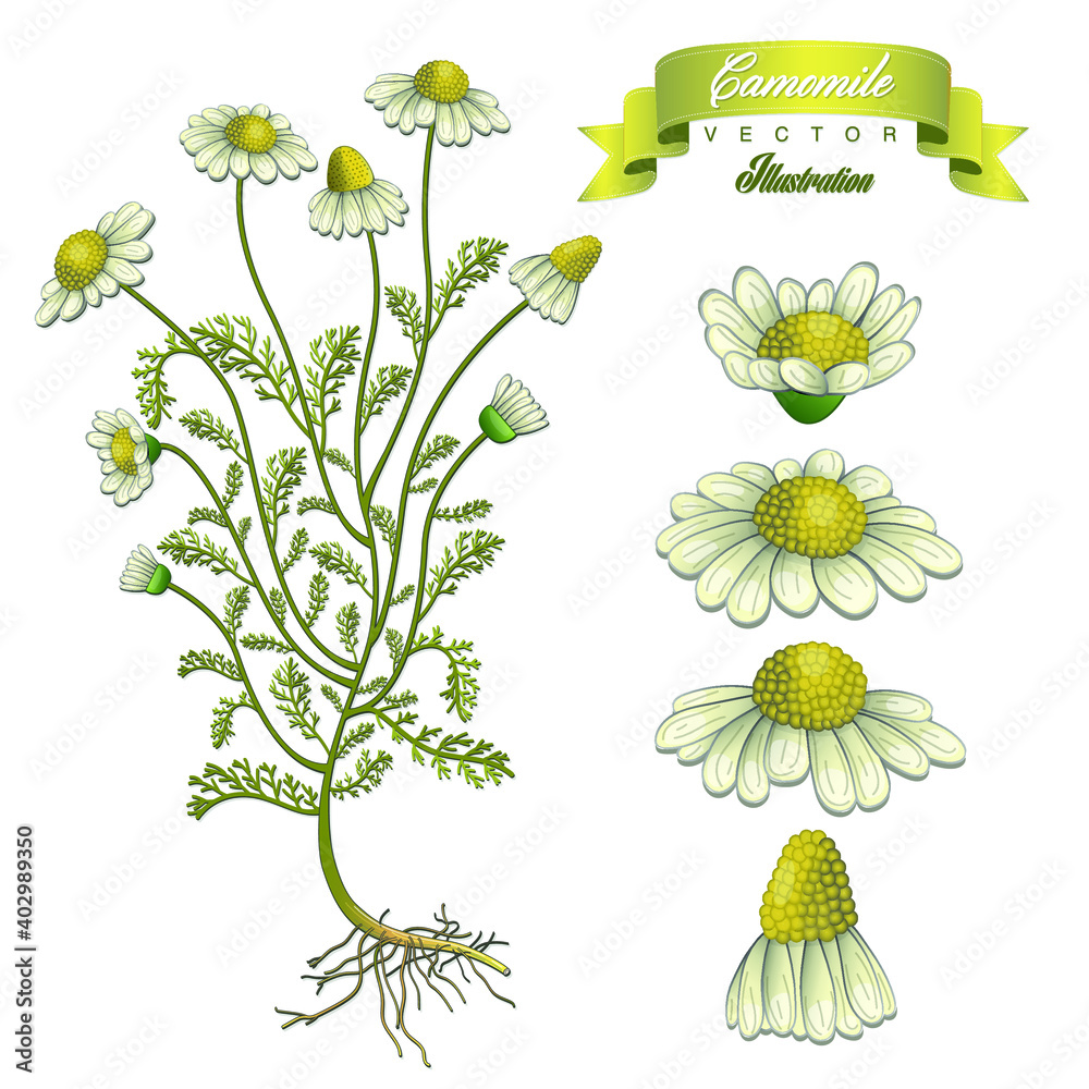 Camomile isolated hand drawn medical vector illustrations. on white ...