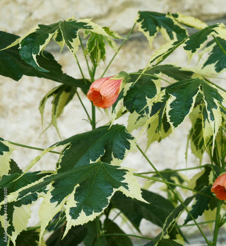 Abutilon hybride 'Variegata', arbuste décoratif au feuillage marginé de ...