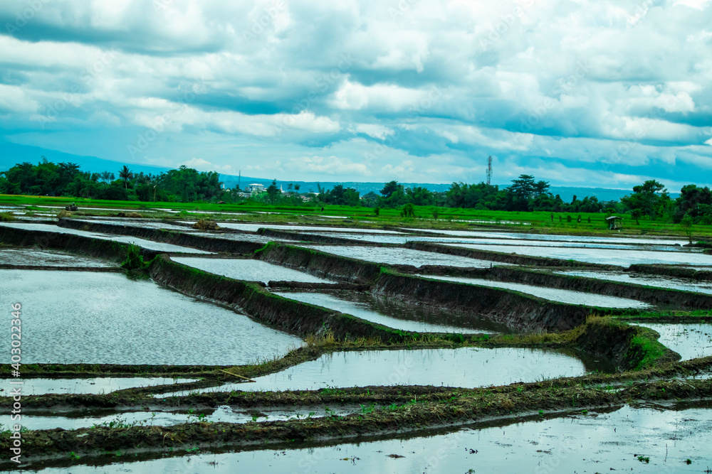 Malang, Indonesia (01-03-2021) - a photo of a view of rice fields Stock ...