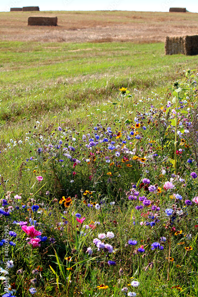 Biodiversity conservation - wildflower borders along farm fields to ...