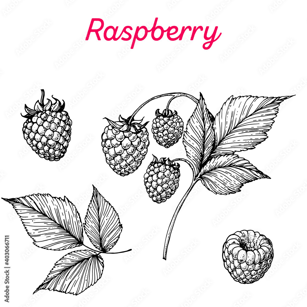Raspberry hand drawn vector illustration. Raspberries sketch. Vector ...
