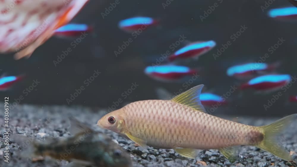 Video „Crossocheilus reticulatus silver flying fox in fishtank ...