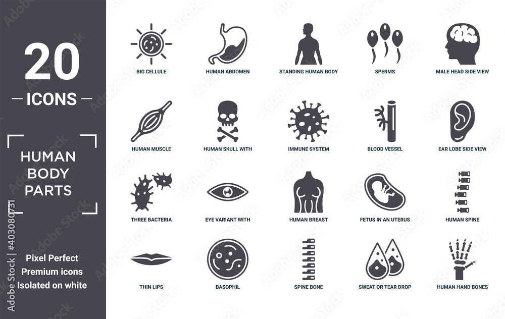 human.body.parts icon set. include creative elements as big cellule ...