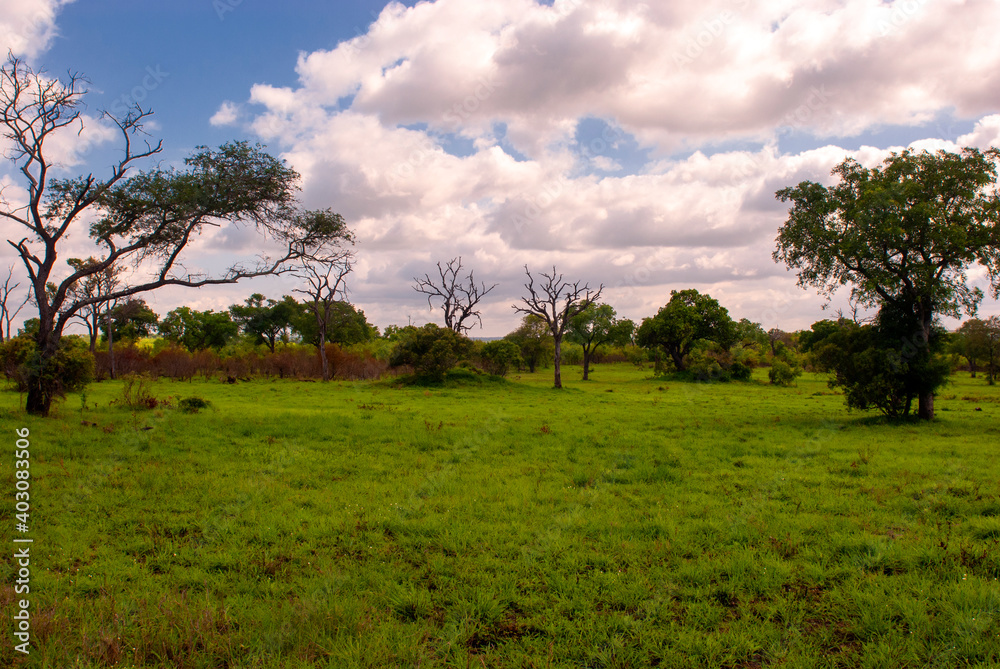 green savannah landscape in a nature reserve of South Africa Stock ...