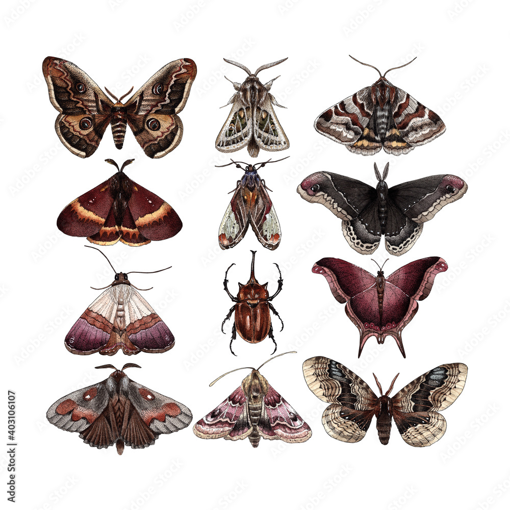 Watercolor Botanical clipart poster. Butterflies, moth, bug ...