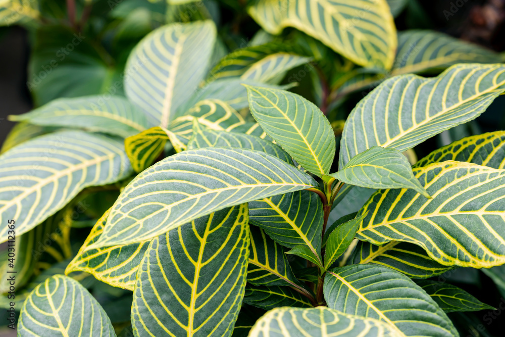 The leaves of a Sanchezia speciosa. This plant is native to south ...